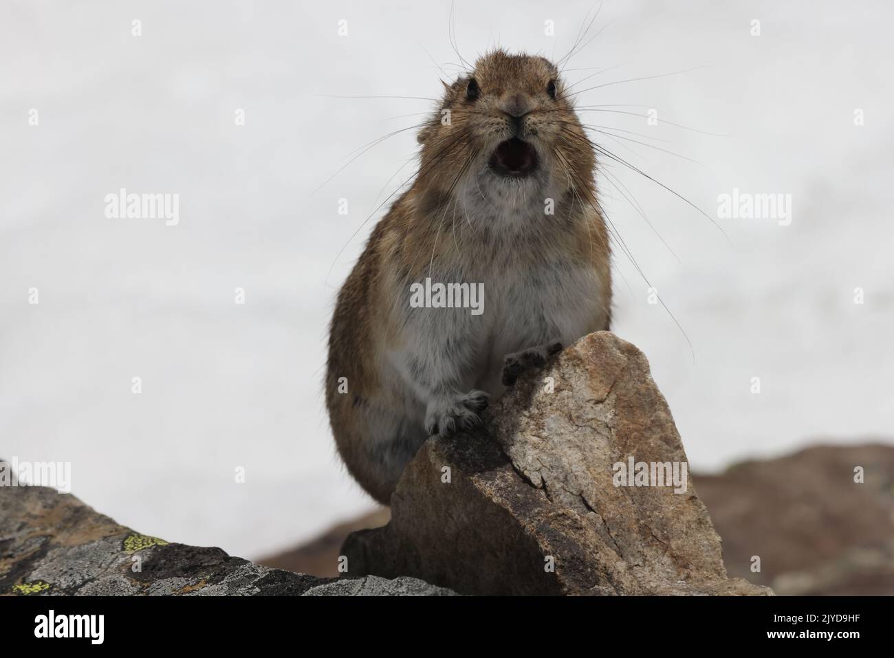 Pika Banff National Park Kanada Stock Photo - Alamy