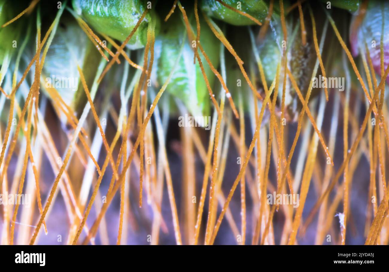 Seed pods with threads on an autumn plant. Very original attractive ...