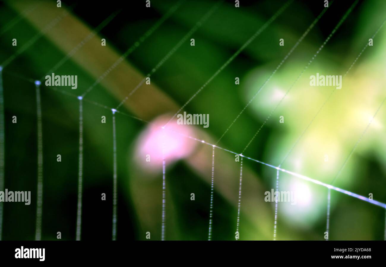 The fine strings of the web are visible thanks to the dew. Ultra macro ...