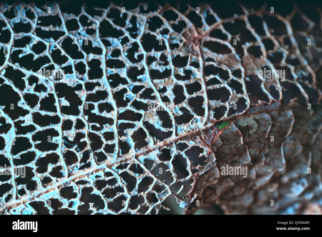 Phytoanatomy (plant design). Dead Leaf: lamina (limb). Mesophyll or ...