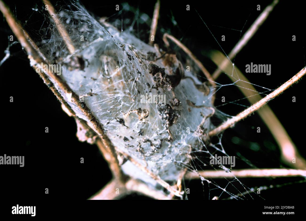 Disgusting and dangerous spider nest with the web, remains of victims ...