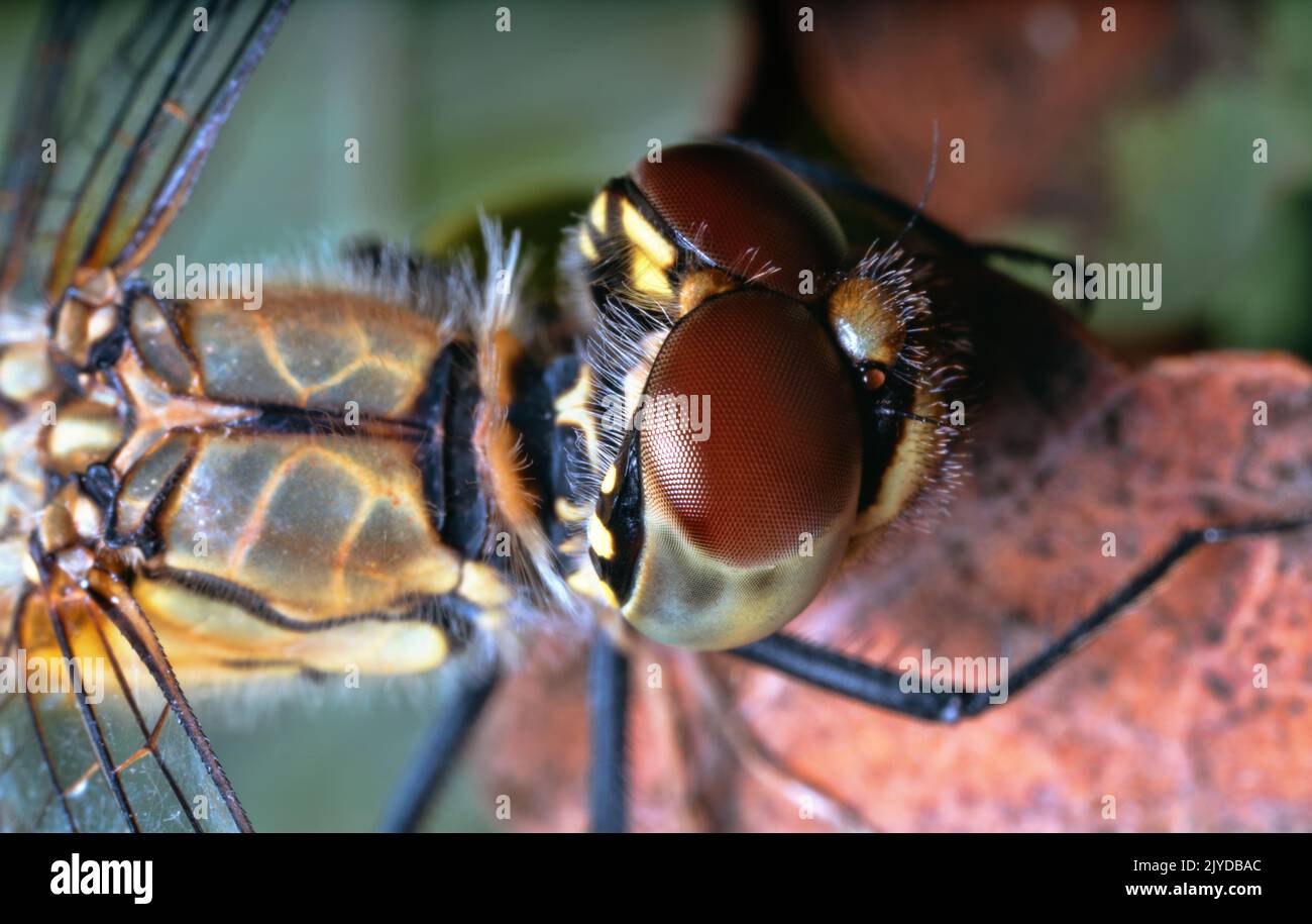 Eyeglobe hi-res stock photography and images - Alamy
