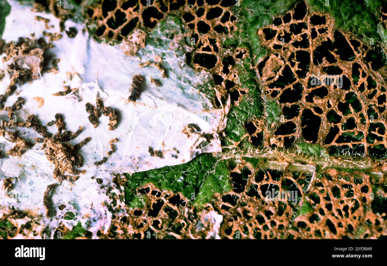 Phytoanatomy (plant design) and Phytopathology. Dead Leaf: lamina (limb ...