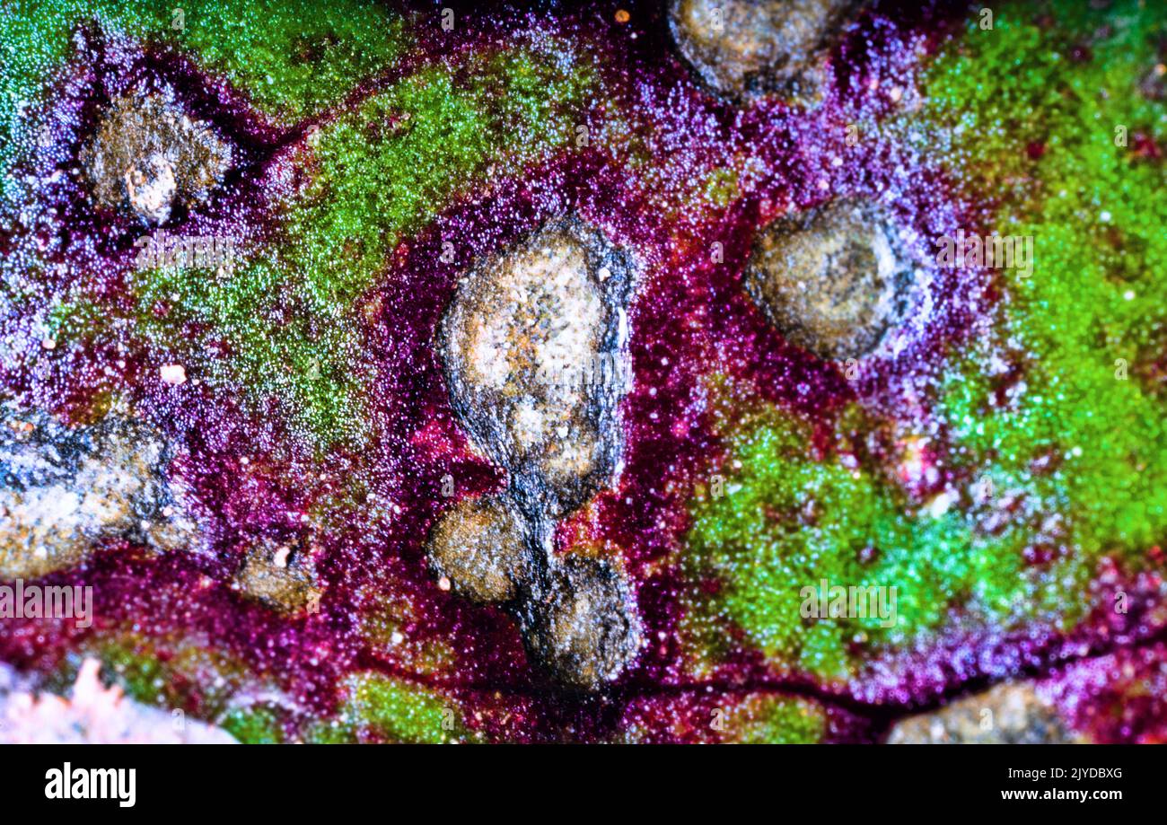 Diseases of plants. A patient infected with pests leaves. Ultra macro ...