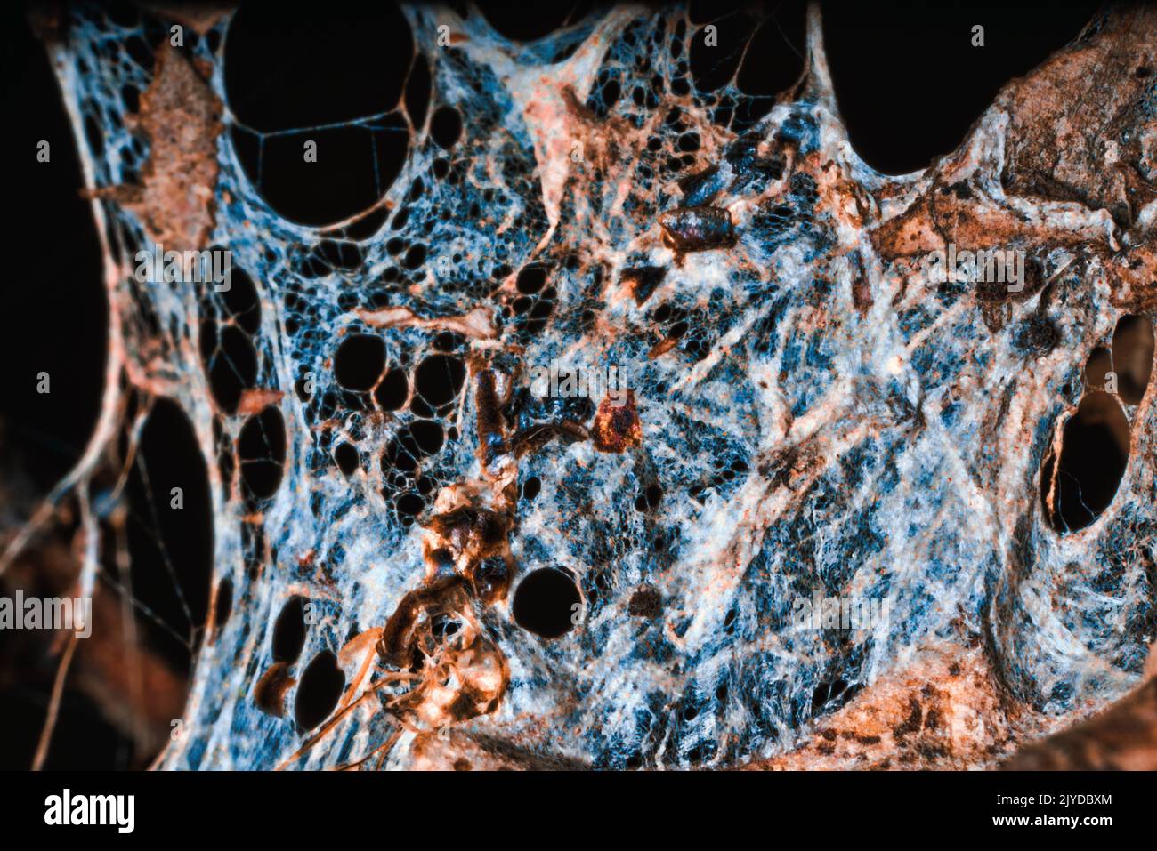 Dried plant mold film, membrane, cobweb with holes, unpleasant ...