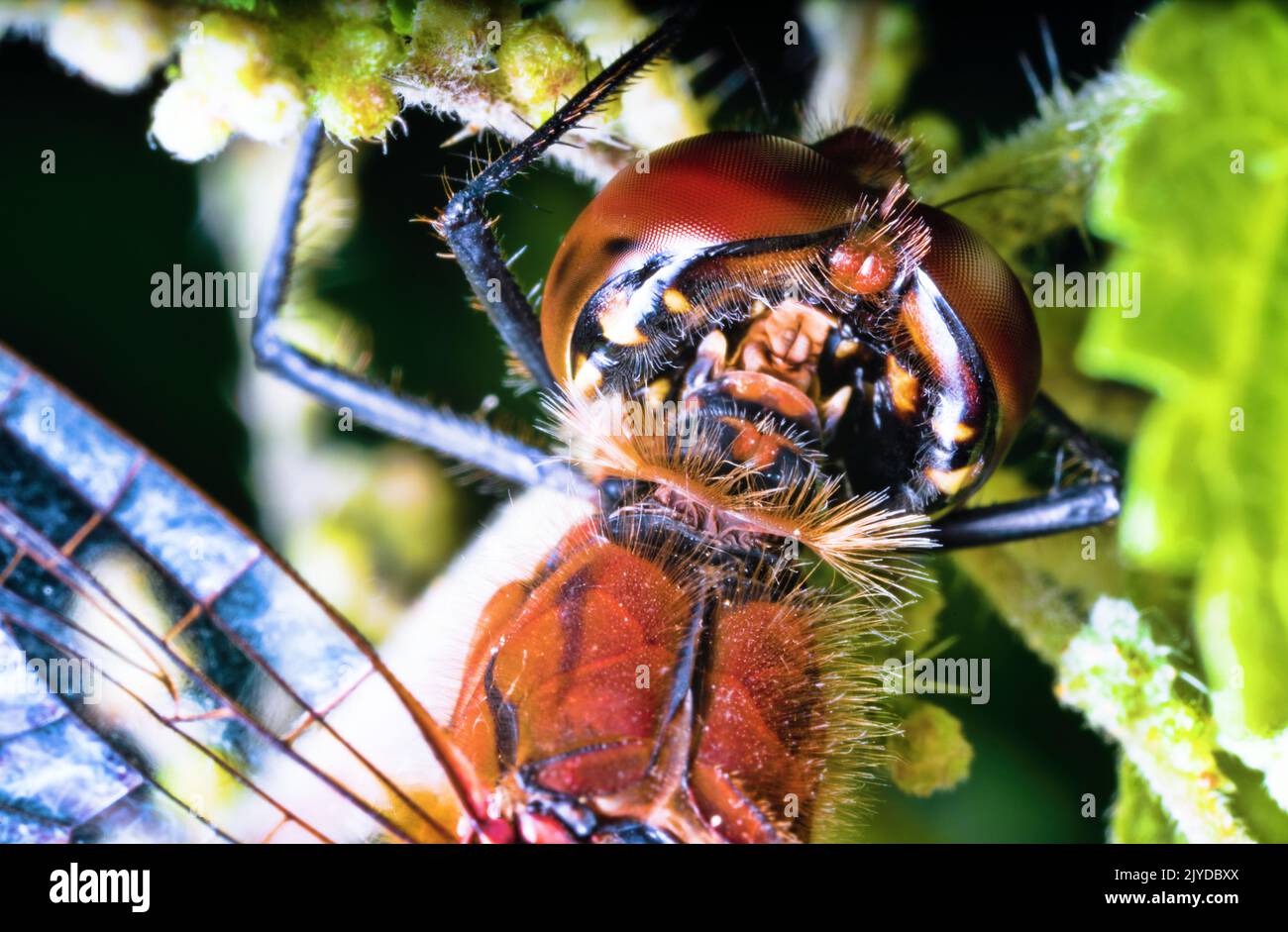 Capsule of head and faceted or compound eyes (ommatidium) of dragonfly ...