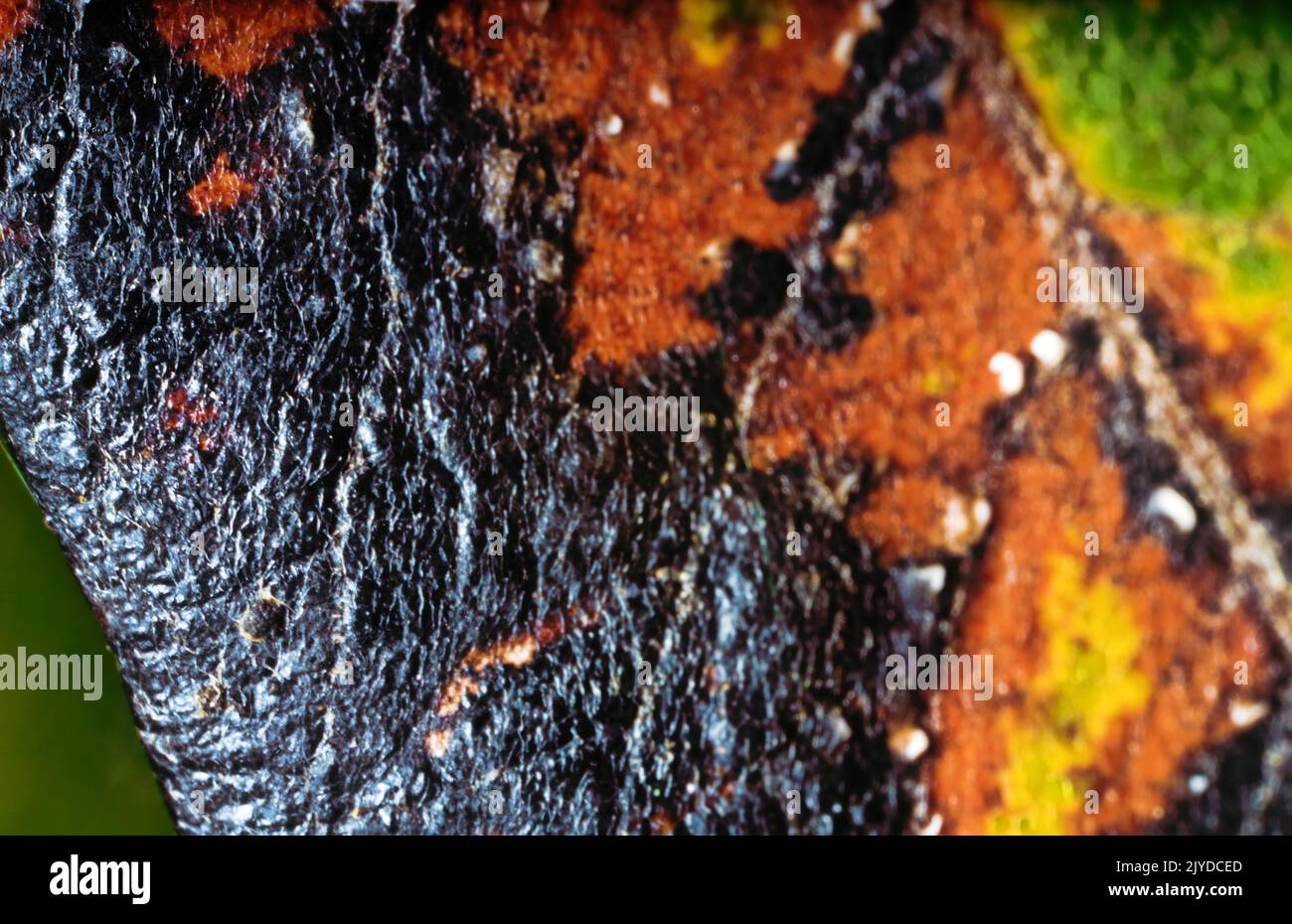 Dying nature. Fructifying herbs. Late autumn. Macro fruits, seeds and ...