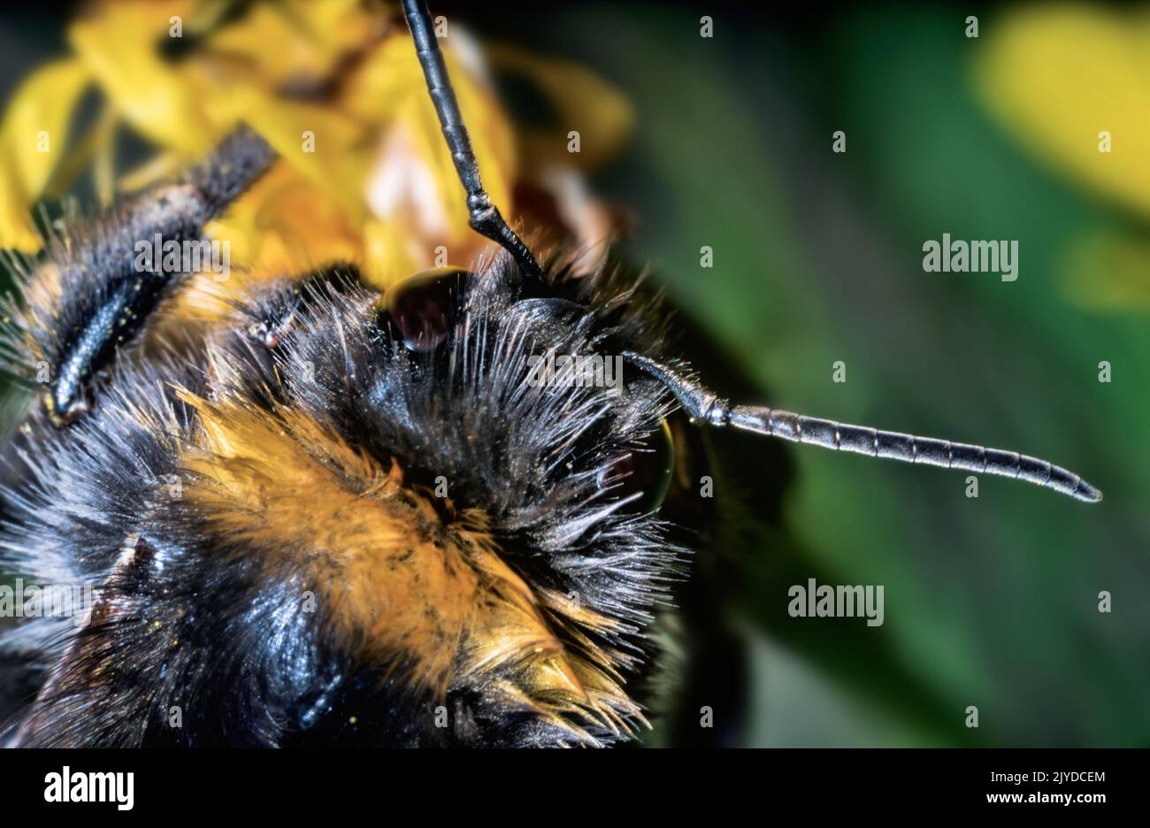 Nectarose plants hi-res stock photography and images - Alamy