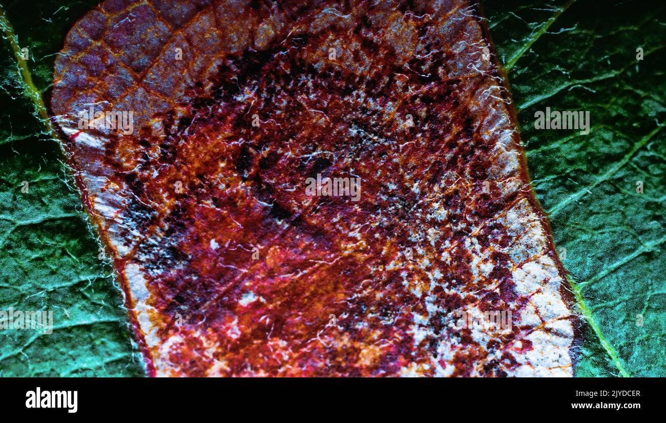 Diseases of plants. A patient infected with pests leaves. Ultra macro ...