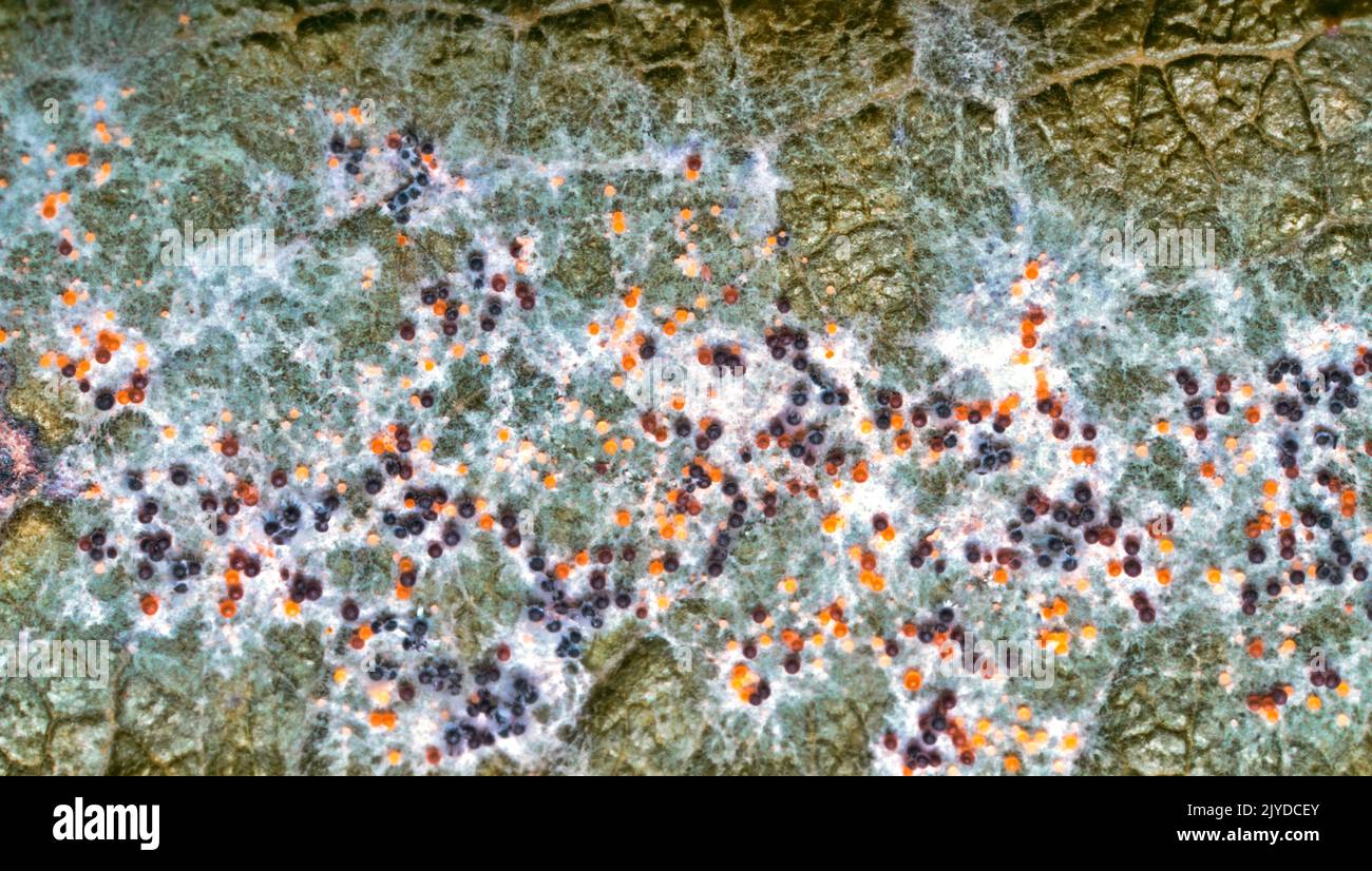 Multicolored spots of mold on a plant leaf. Ultra macro Stock Photo - Alamy