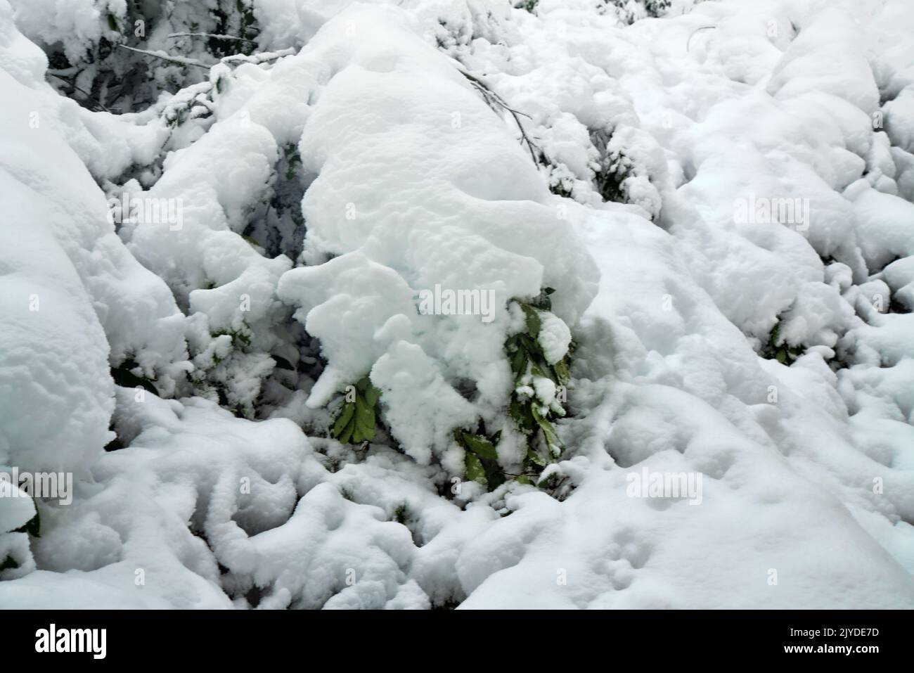 Snow on evergreen foliage. Rhododendron in winter. The subtropical ...