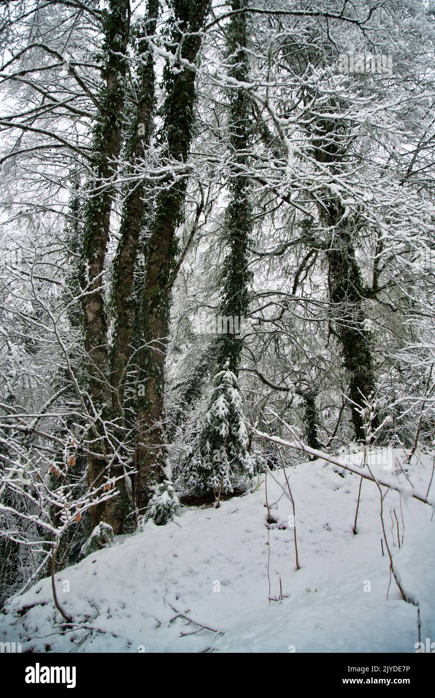 Snowfall subtropics hi-res stock photography and images - Alamy