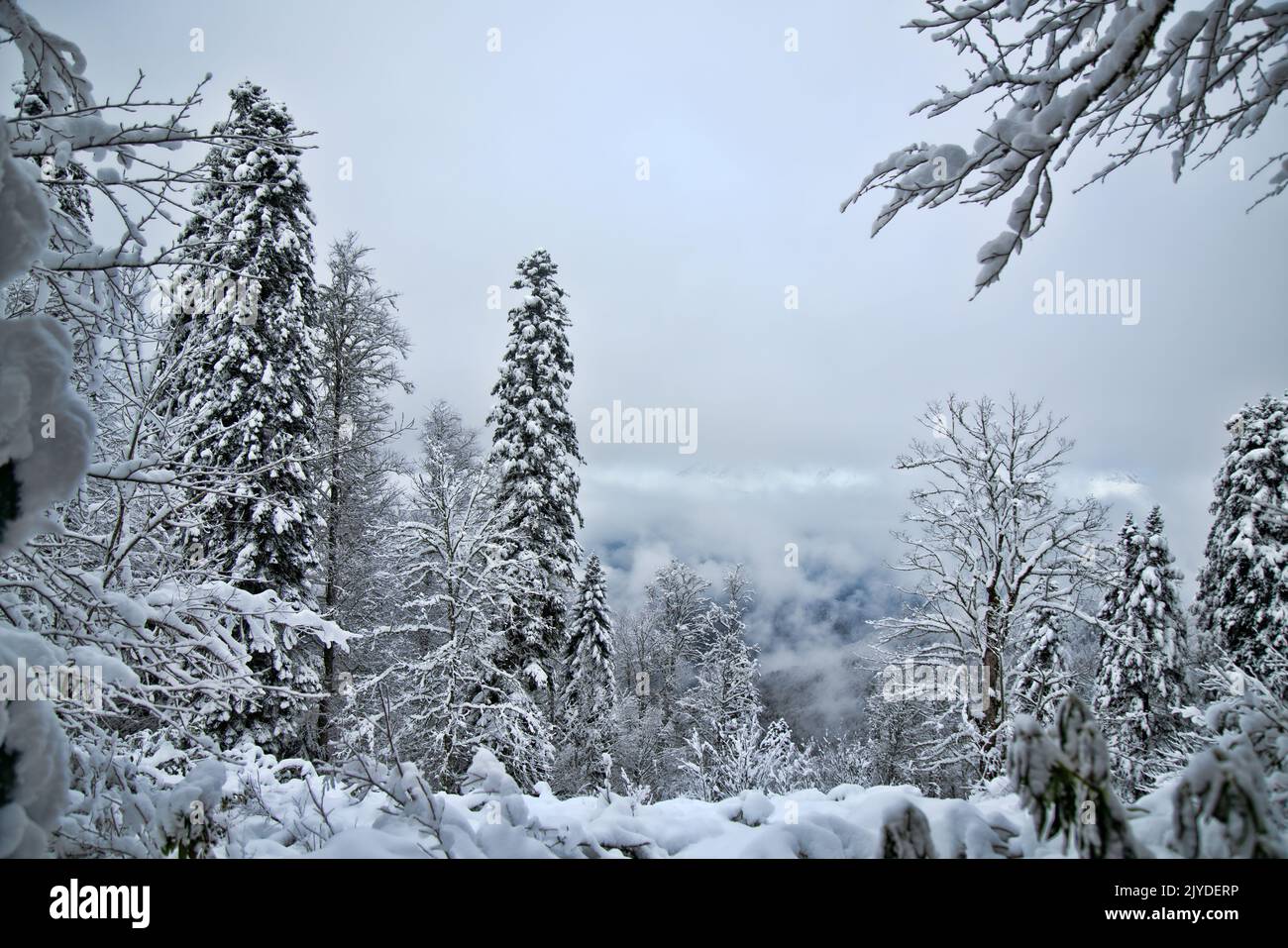 Snow-covered mountain forest. After heavy snowfall. Clouds covered the ...