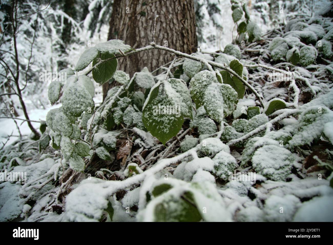 Snowfall subtropics hi-res stock photography and images - Alamy