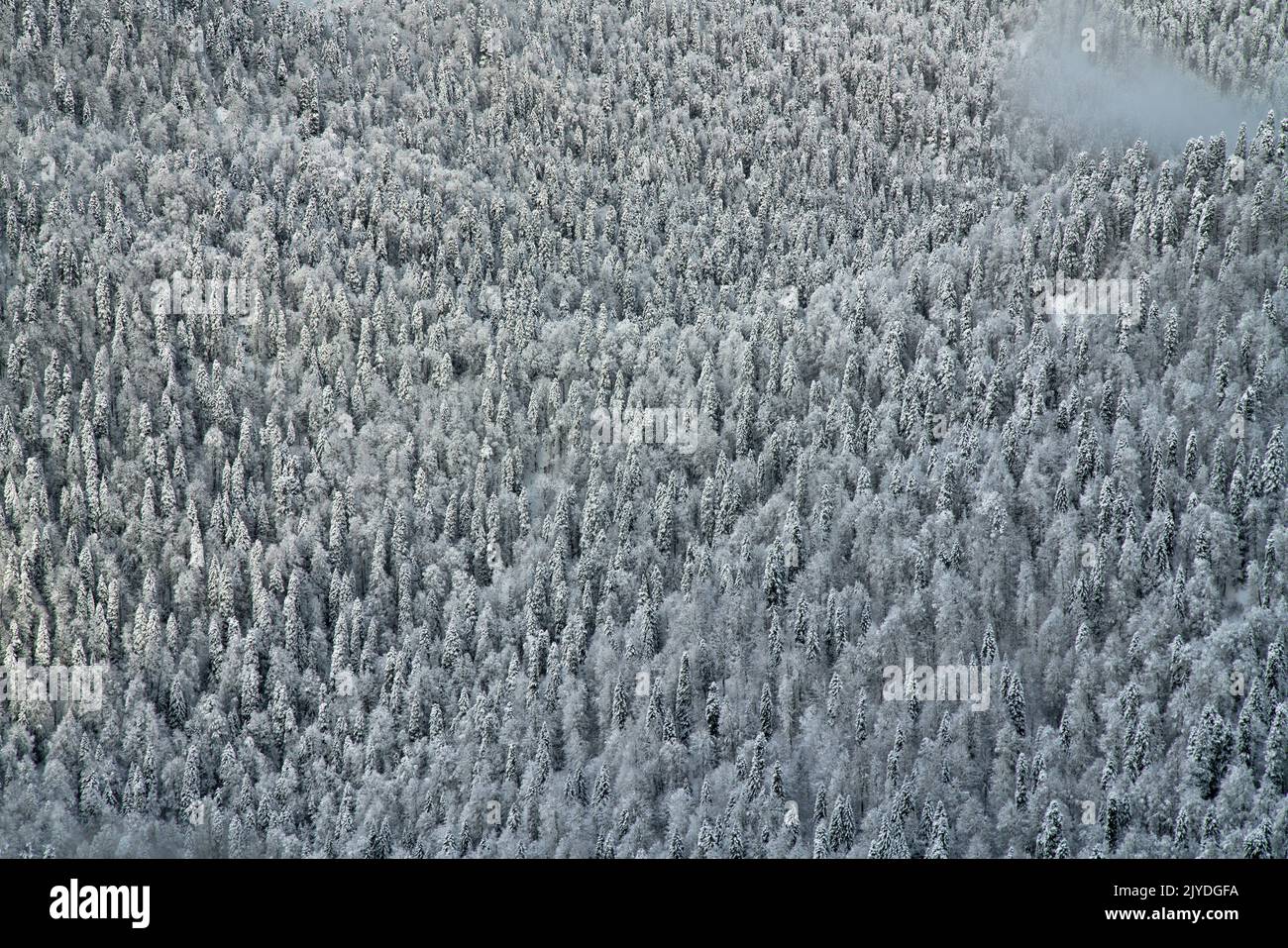 Extensive, thick stand of trees spruce forests in the winter mountains ...