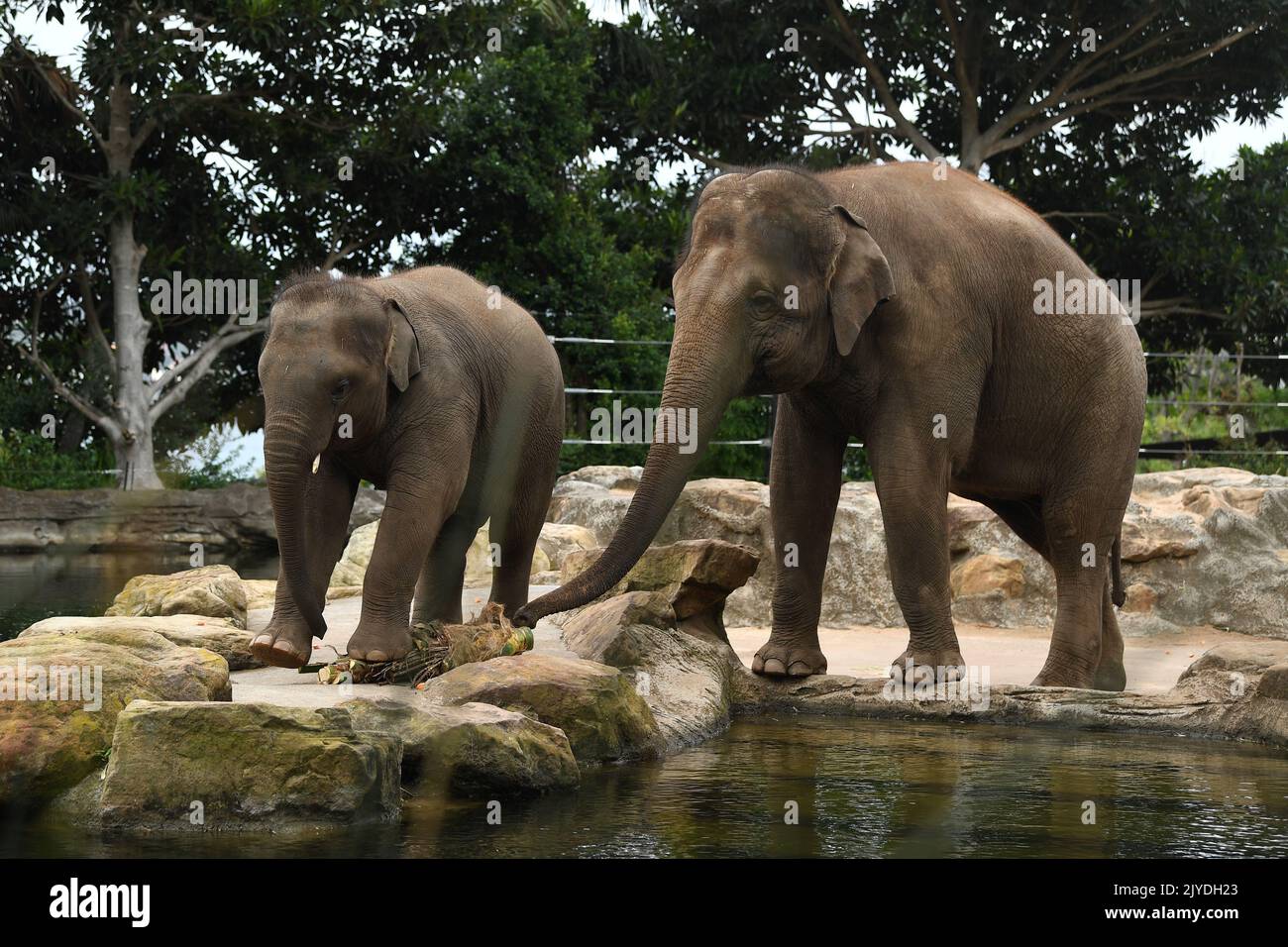 Asian Elephant calf Jai Dee and mother Pak Boon at Taronga Zoo in ...