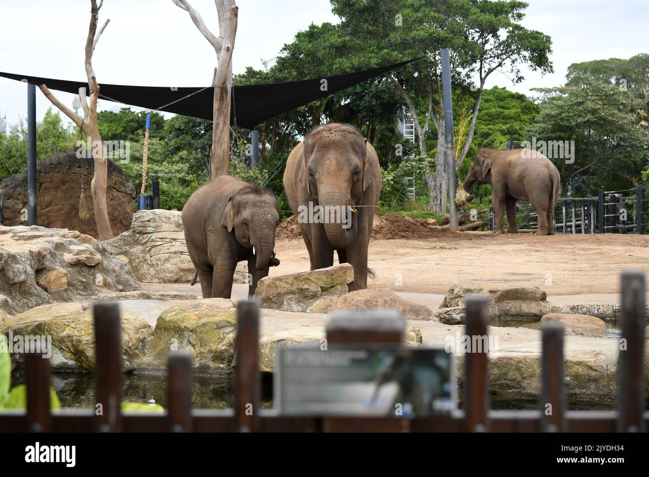 Asian Elephant calf Jai Dee and mother Pak Boon at Taronga Zoo in ...