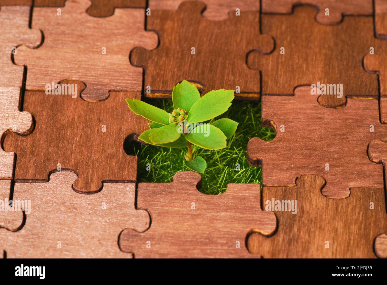 Young plant grows in place of a missing a piece of a wooden jigsaw ...