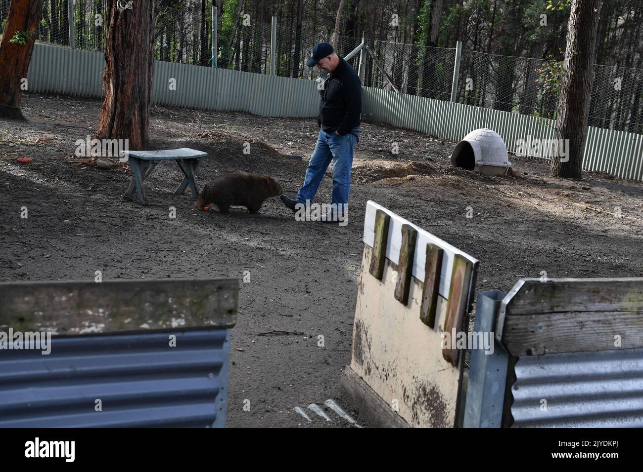 Bill Eger with a wombat at his in-law's, Lex and June Frew's, wildlife ...