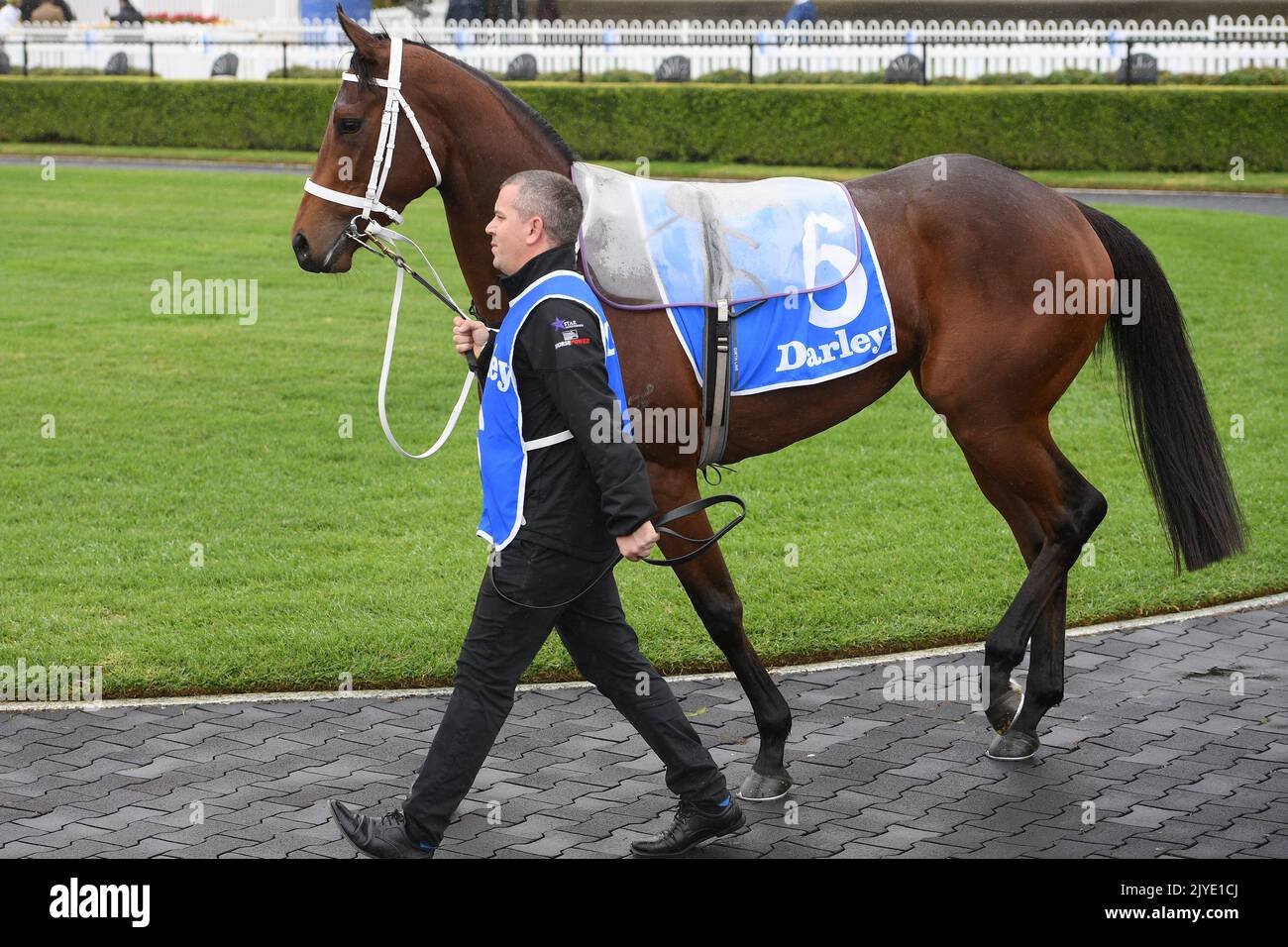 Covent Garden is paraded in the mounting yard ahead of race 1, the ...