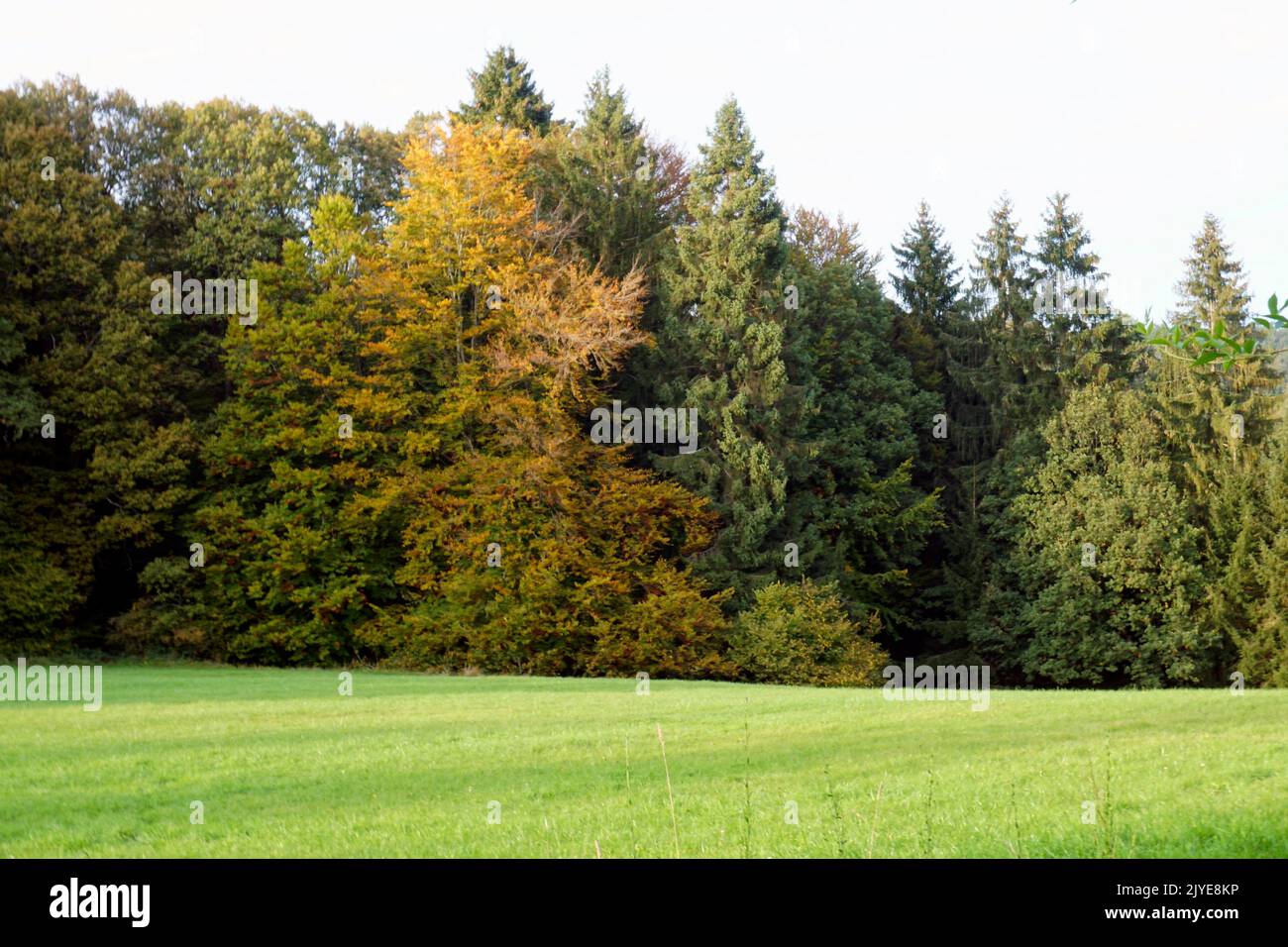 Autumn forest landscape. Fall in the park. Indian summer Stock Photo ...