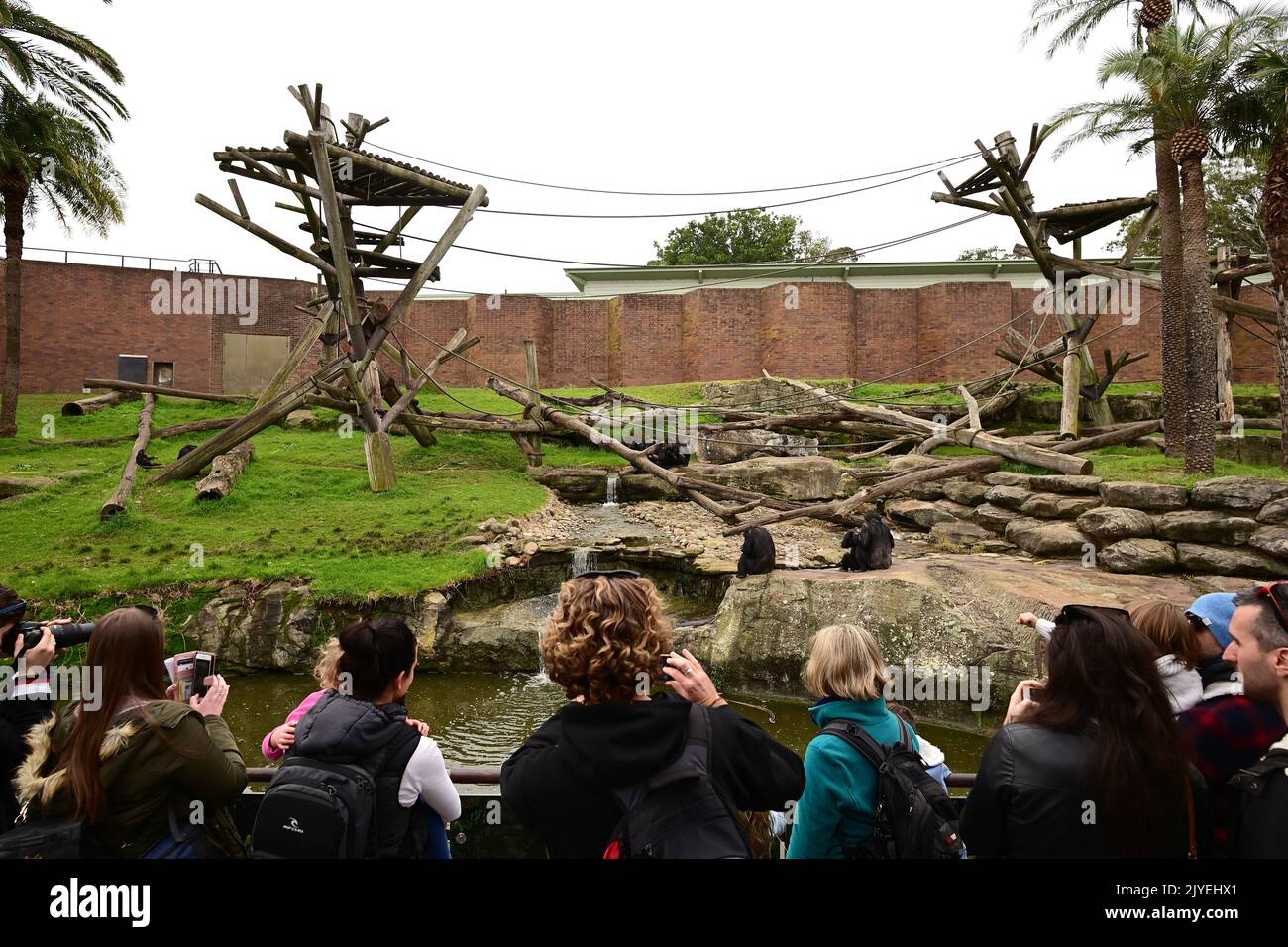 Guests look at the Chimpanzees during the official opening of the ...