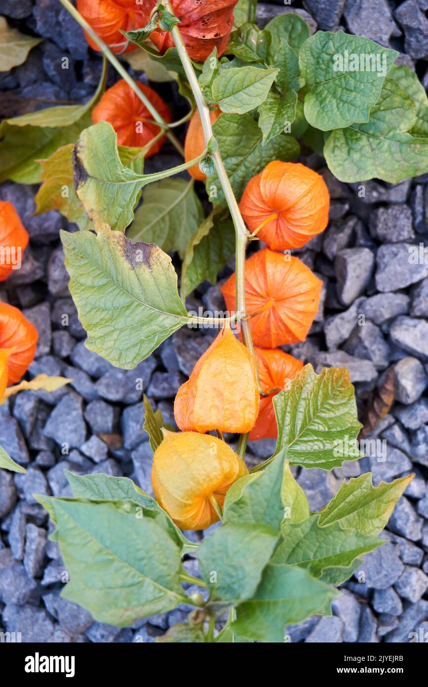 Physalis alkekengi, bladder cherry close-up shrub plant in bright ...