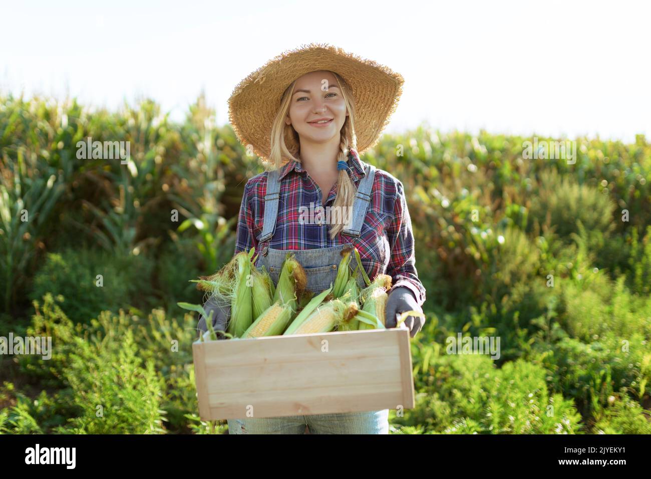 Corn. Young farmer woman smiling and harvesting corn. A beautiful woman ...