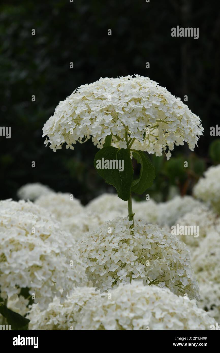 Stunning giant hydrangea hi-res stock photography and images - Alamy