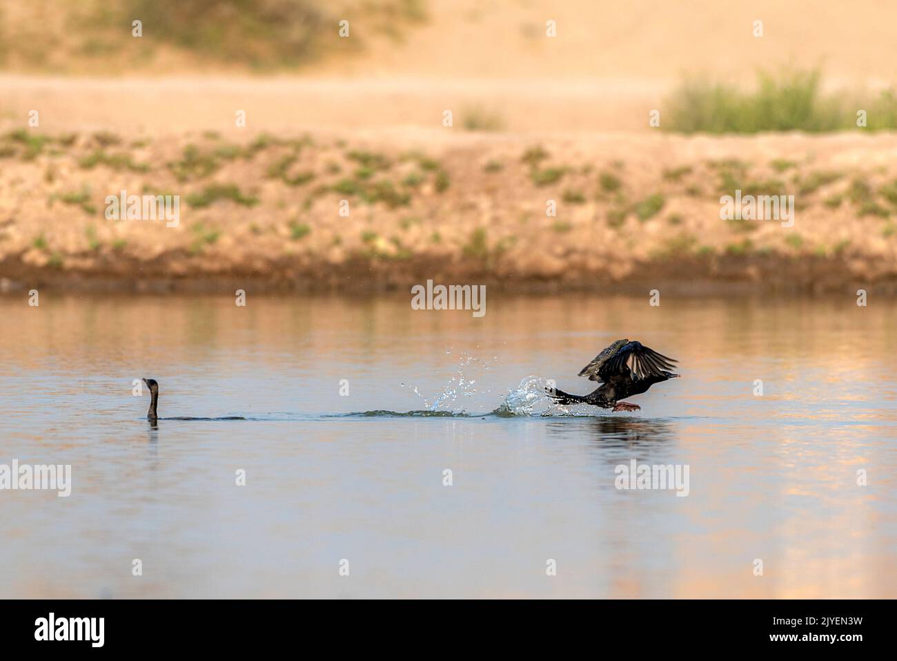 cormorant in the water , The little cormorant is a member of the ...