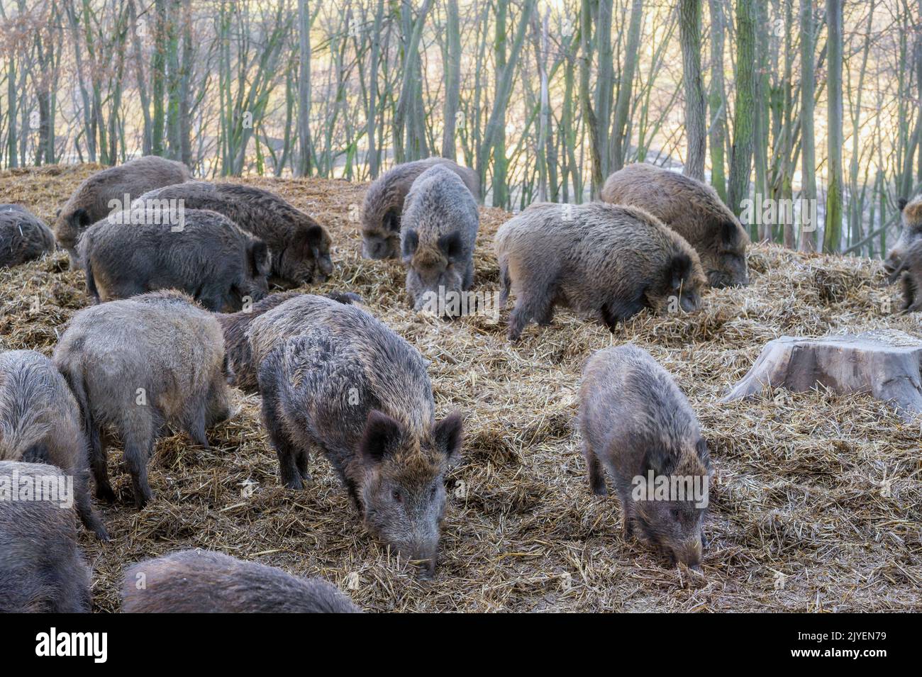 Forest animal habitat rotting hi-res stock photography and images - Alamy