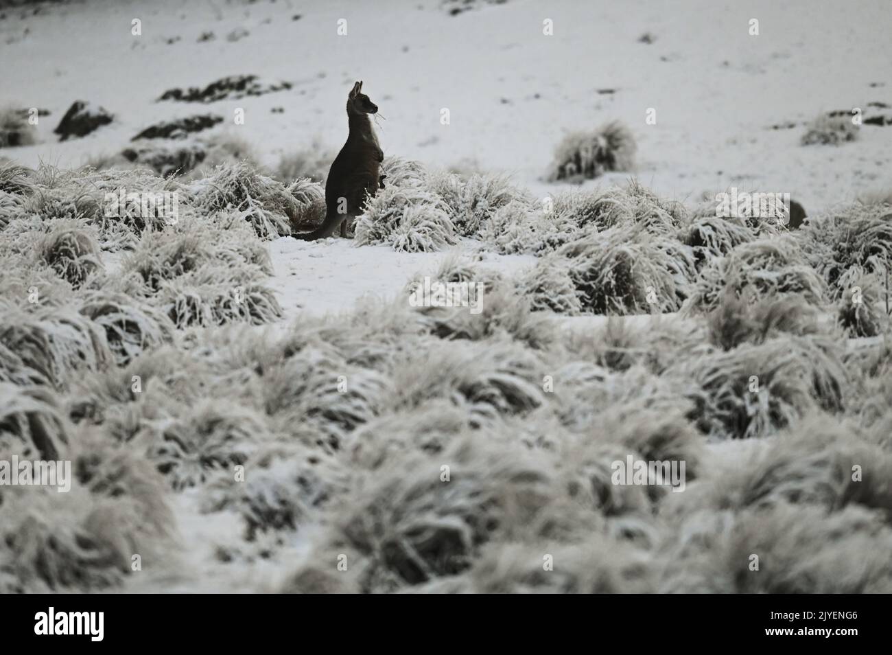 A kangaroo sits in the snow at Wadbiliga National Park near Nimmitabel ...
