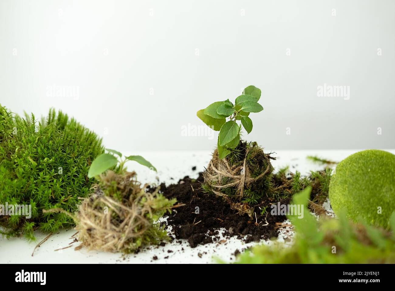 Biophilic crafting hi-res stock photography and images - Alamy