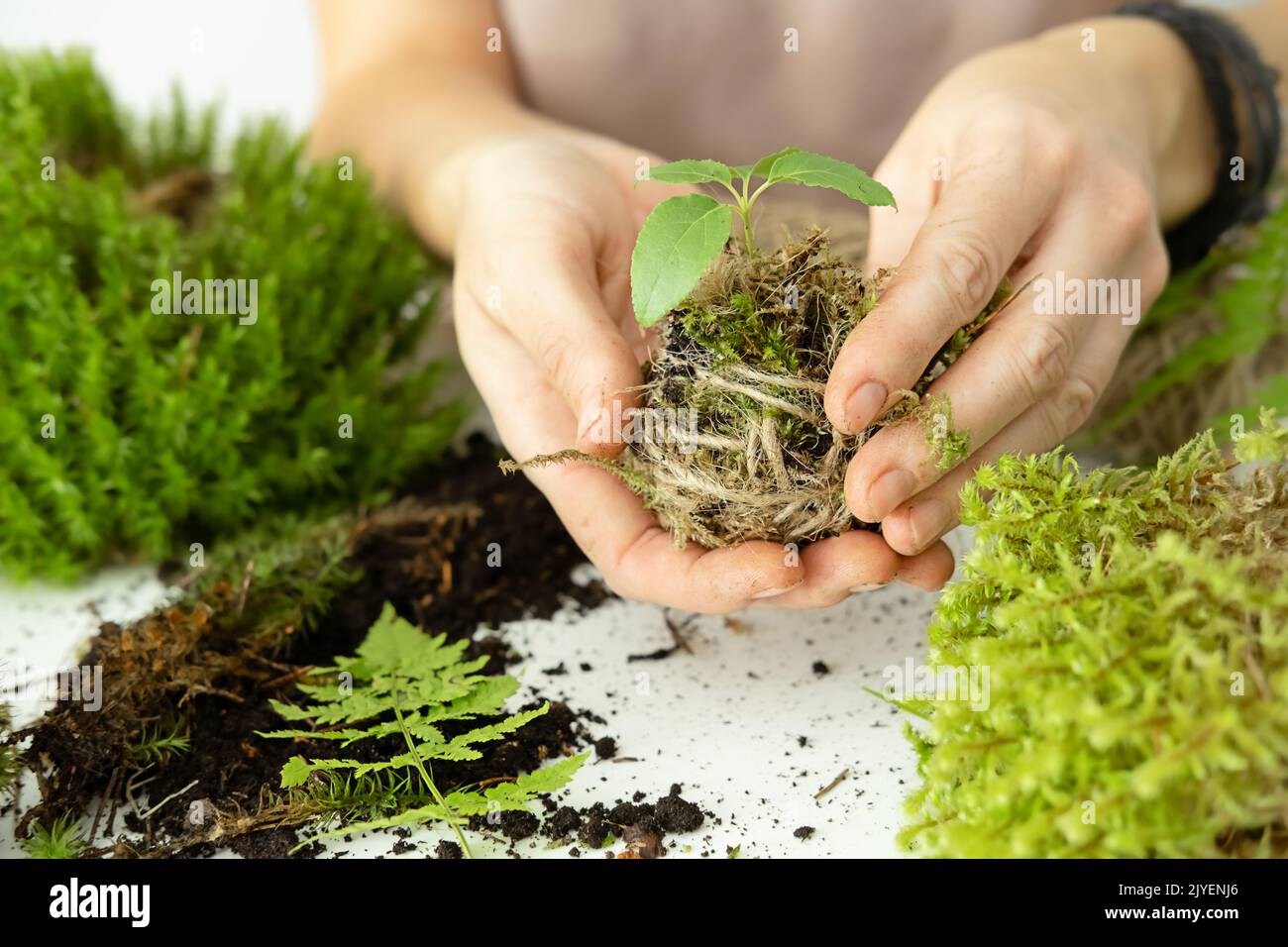 Japanese home houseplants hi-res stock photography and images - Alamy
