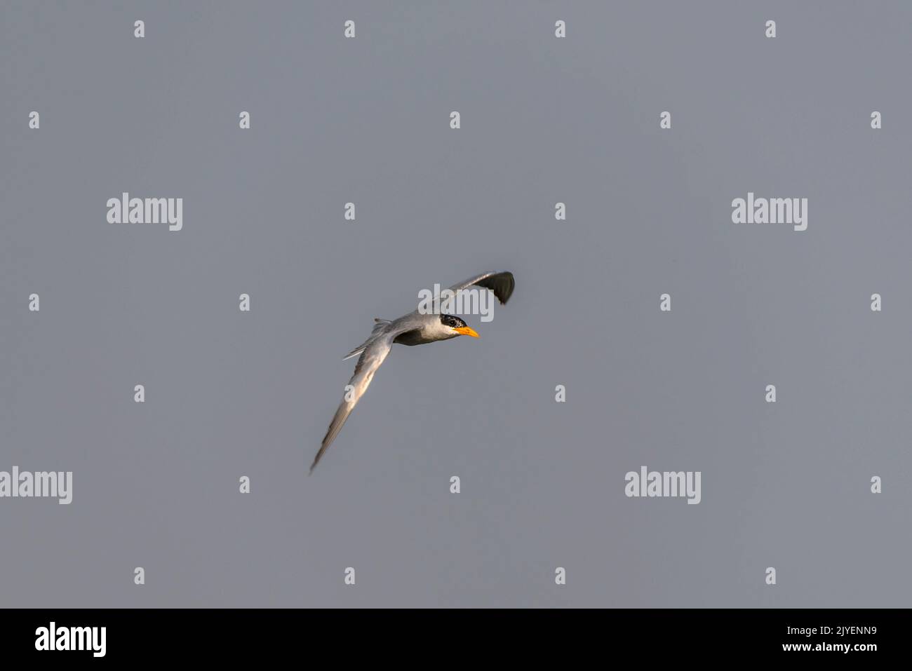 Indian river tern flying in the blue sky Stock Photo - Alamy