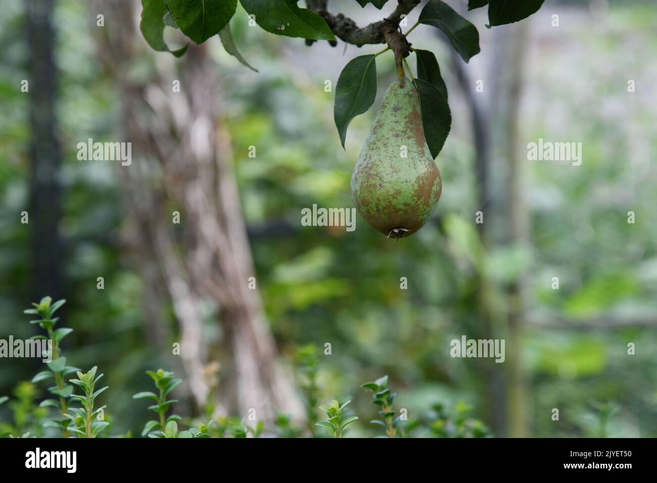 Pear above a hedge hi-res stock photography and images - Alamy