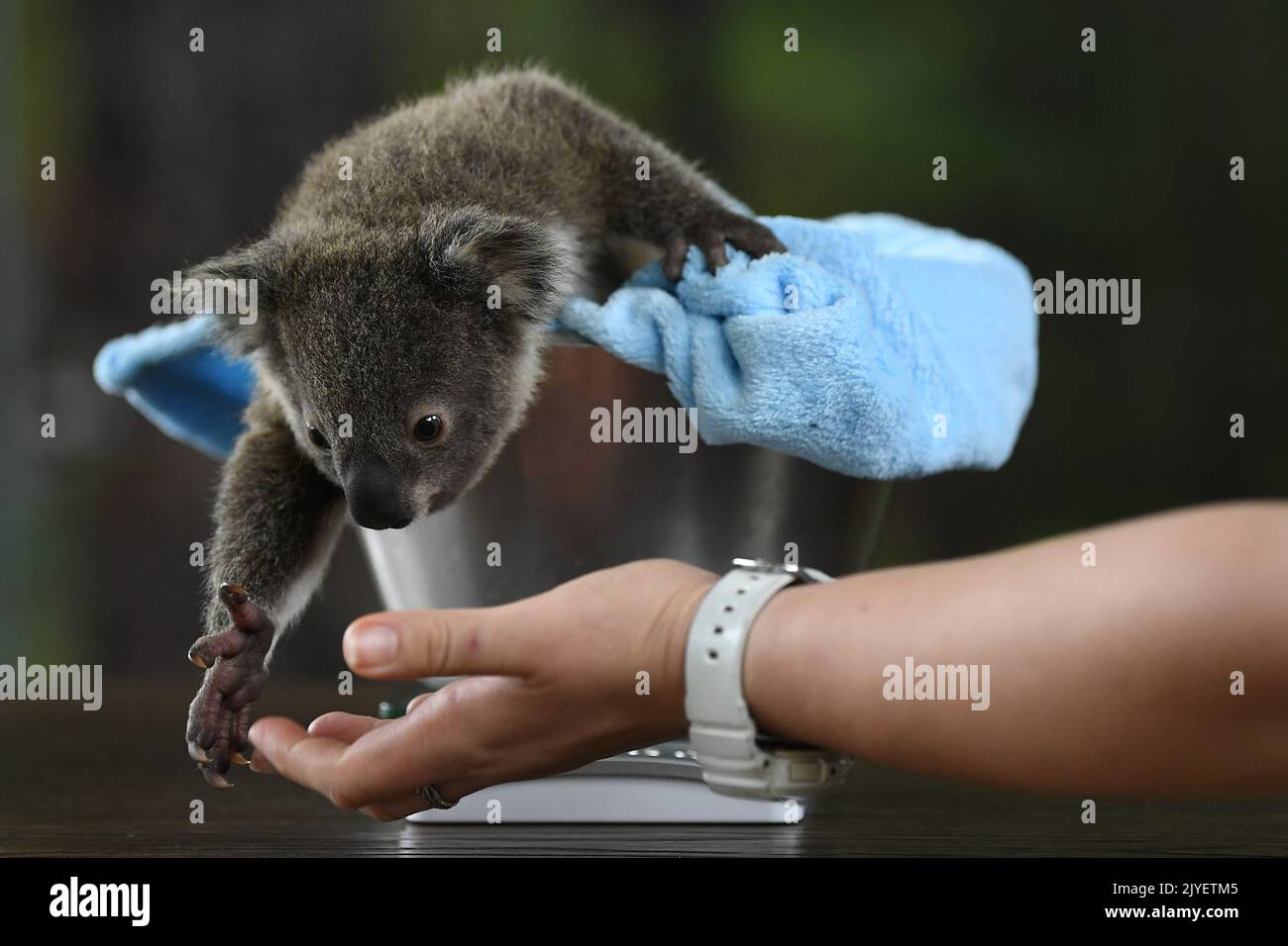 Keeper Renee Howell places eight-month-old Koala joey Jasper on scales ...