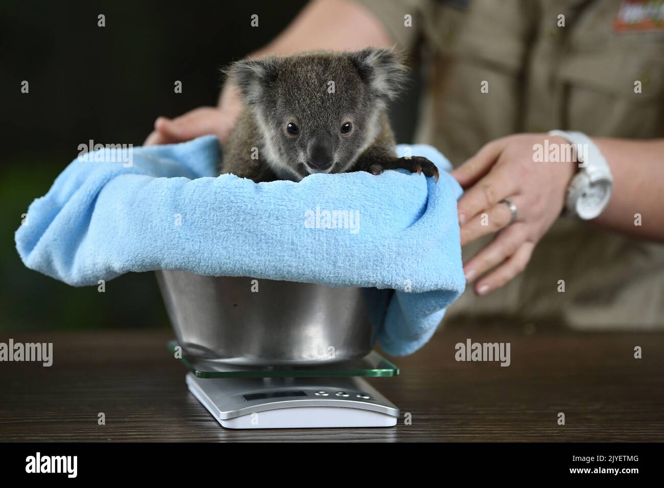 Keeper Renee Howell places eight-month-old Koala joey Jasper on scales ...