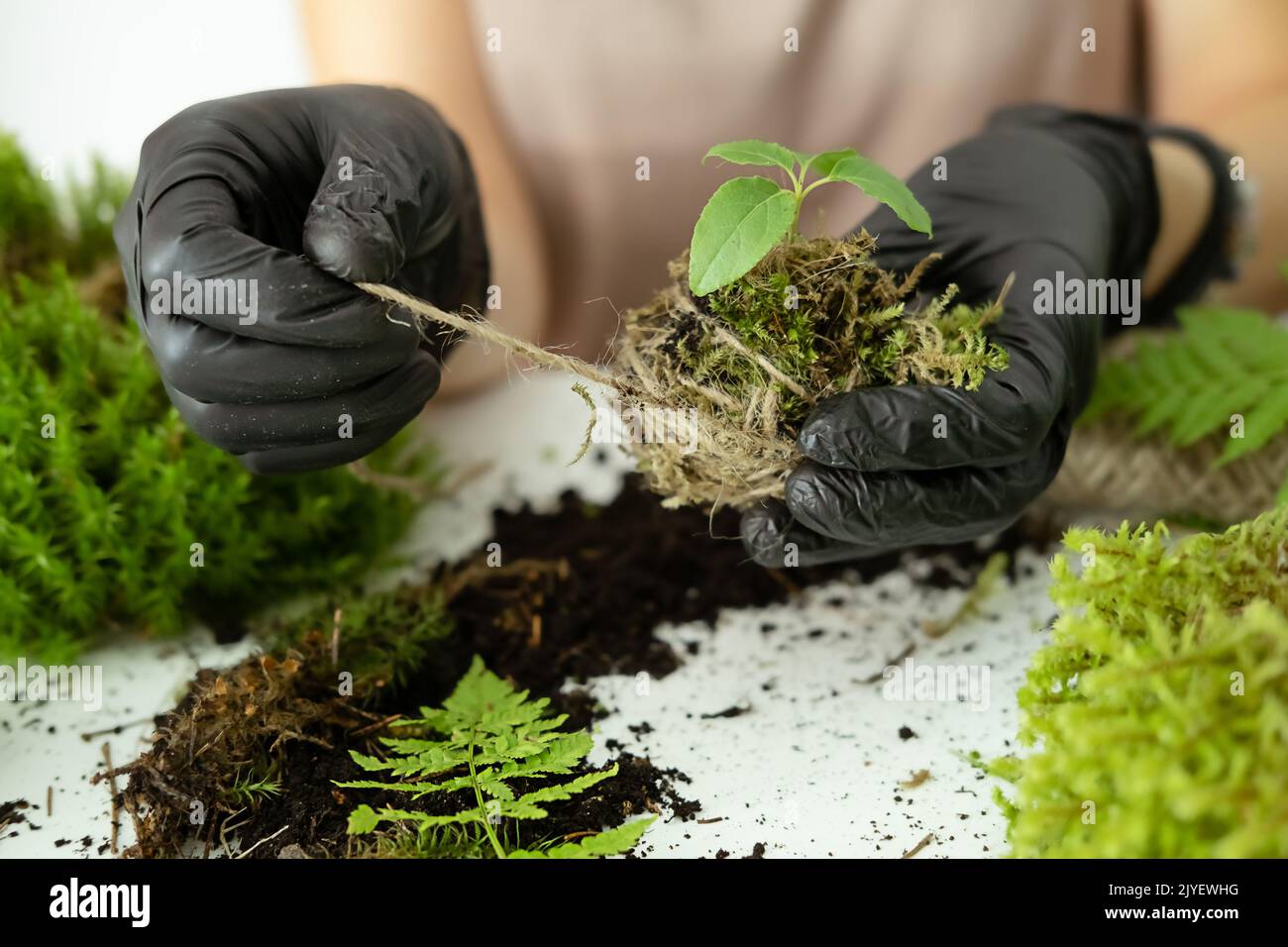 Japanese home houseplants hi-res stock photography and images - Alamy