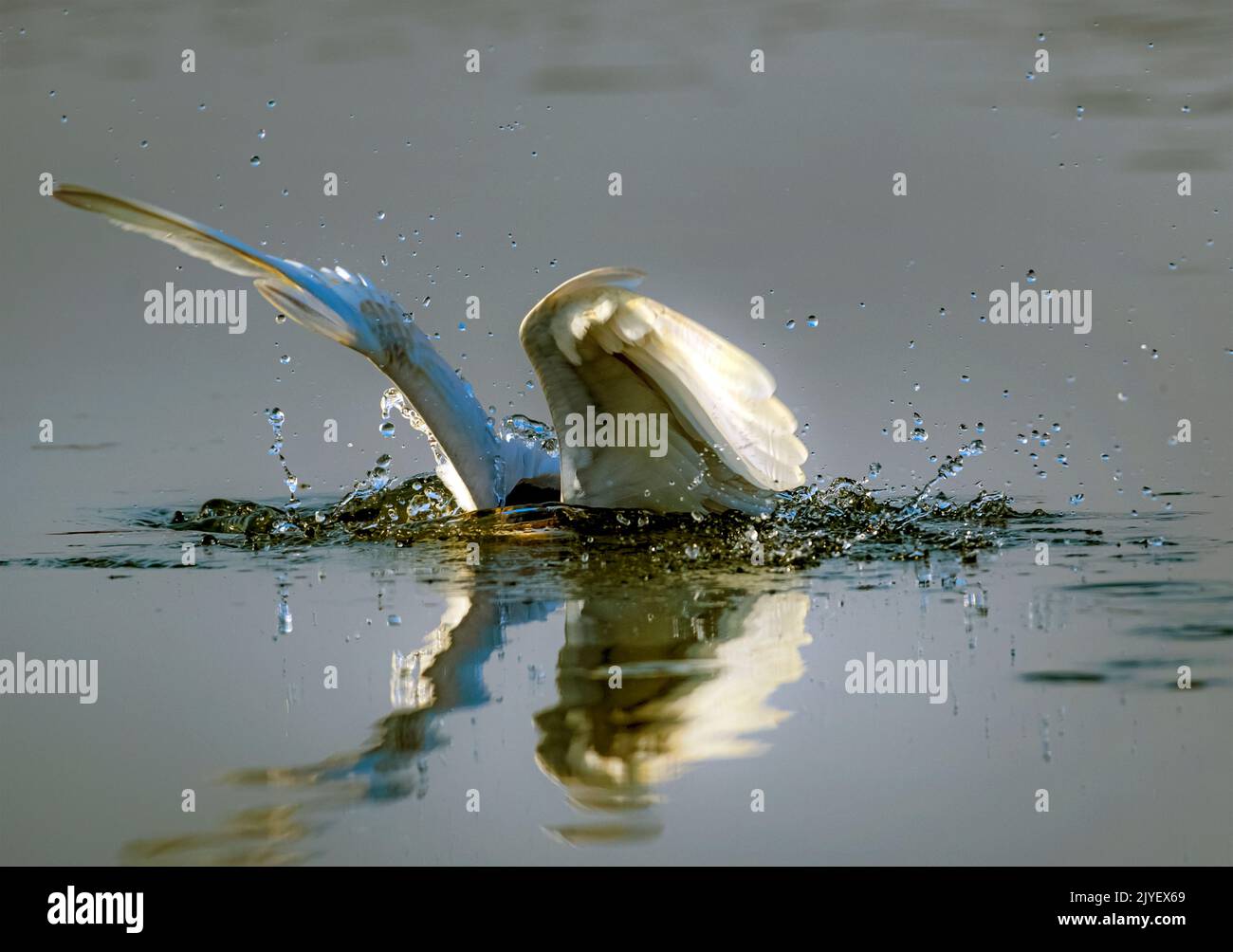bird is flying and diving to prey fish in the pond,The Indian pond ...