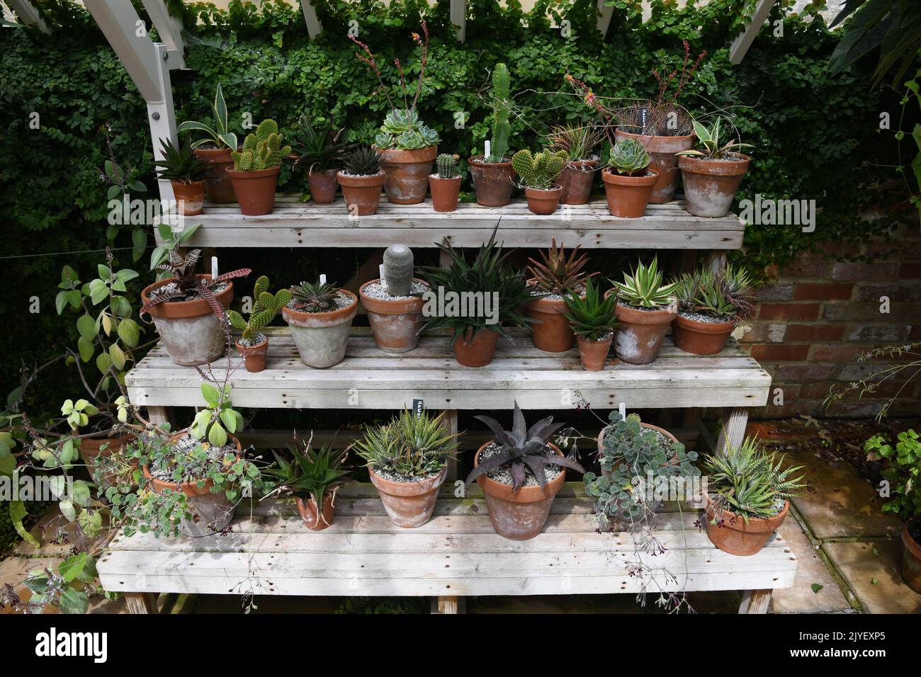 Propagating cacti in greenhouse hi-res stock photography and images - Alamy