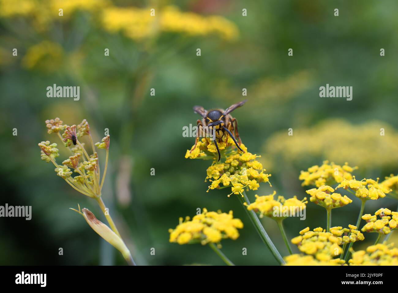 Wasp on Achillea plant Stock Photo - Alamy