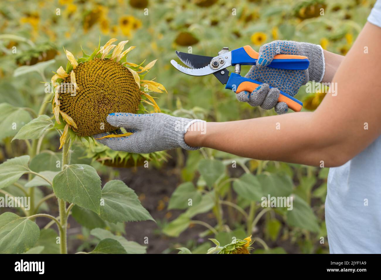 farmer cuts a sunflower in the field. Hand holding pruner Stock Photo ...
