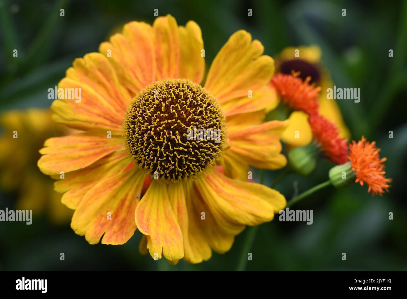 Helenium flower poster hi-res stock photography and images - Alamy