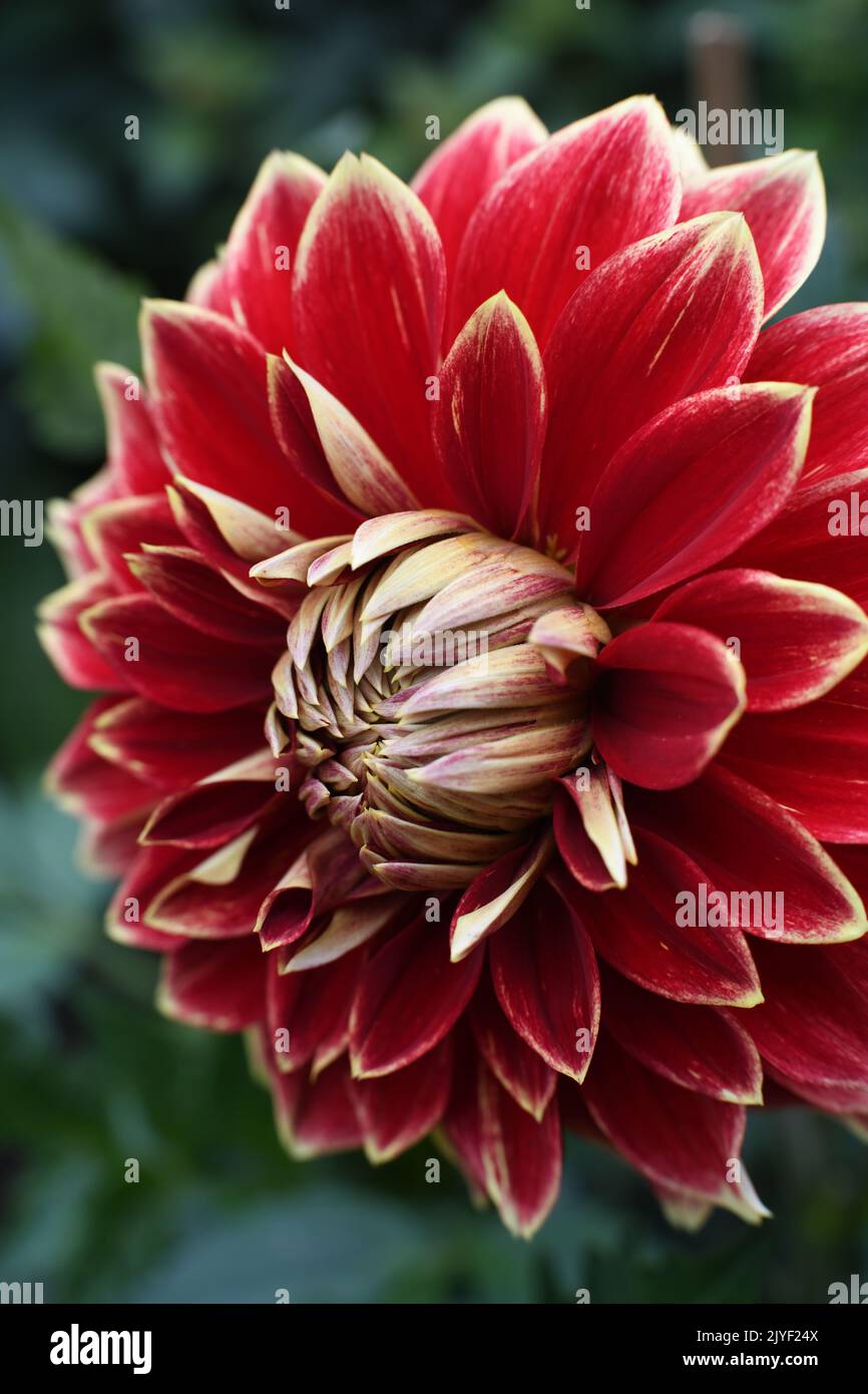 Growing dahlias from tubers hi-res stock photography and images - Alamy