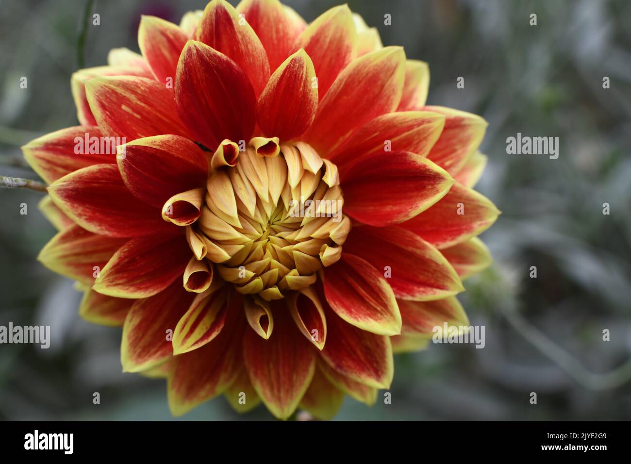 Unfurling dahlia flower hi-res stock photography and images - Alamy