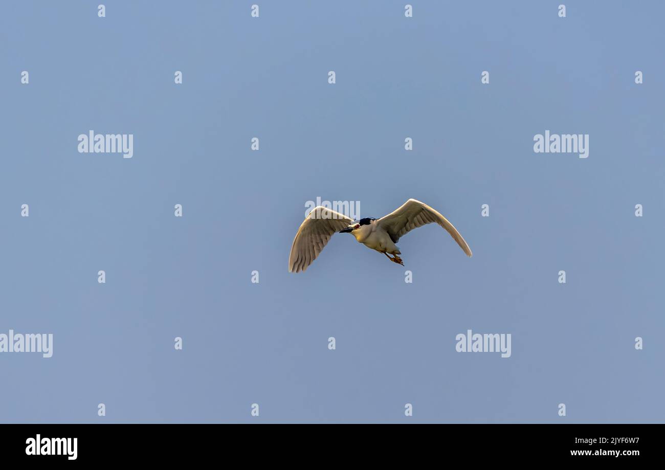 Indian river tern flying in the blue sky Stock Photo - Alamy