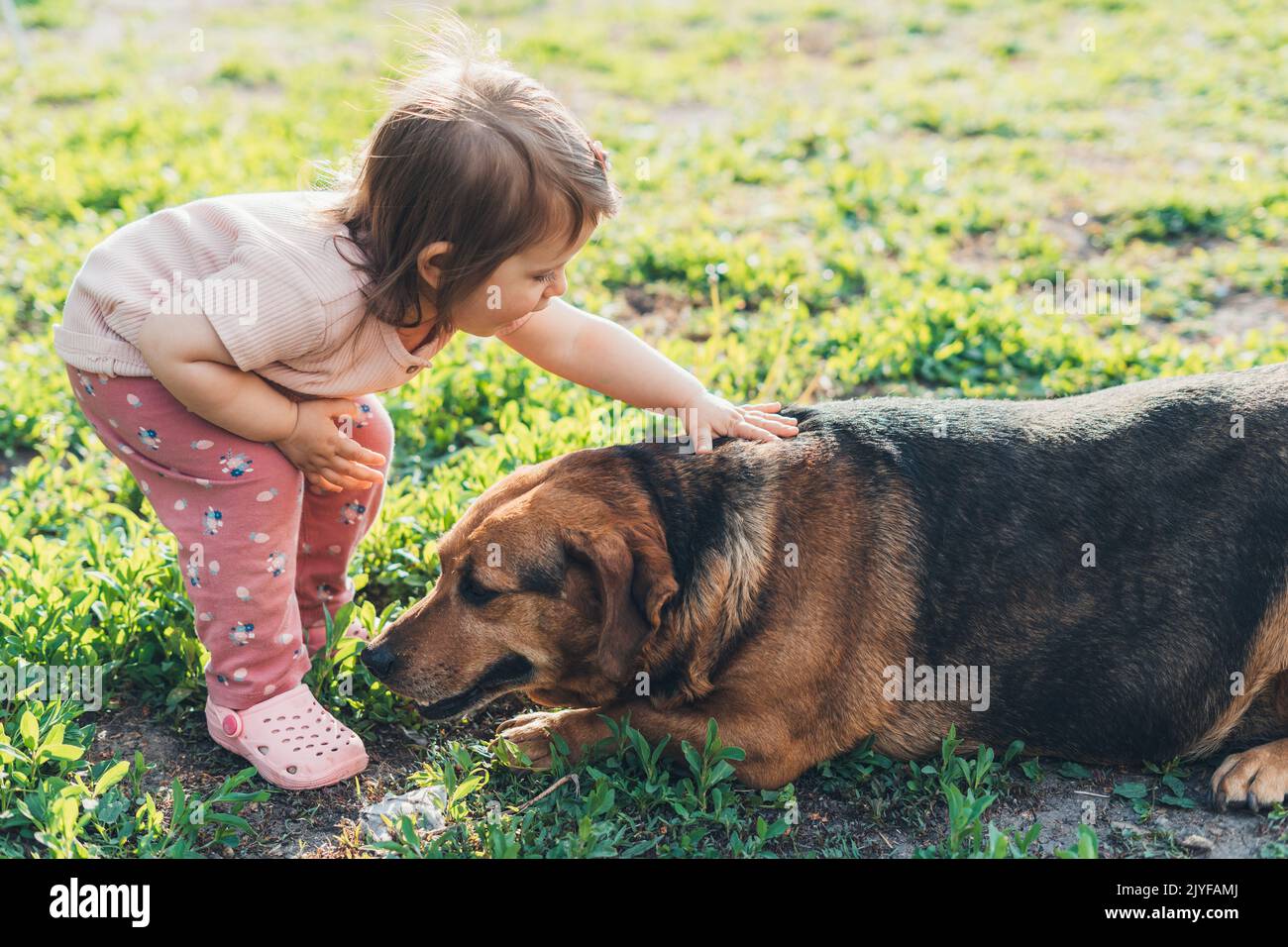 Little caucasian girl caressing her dog, outdoors on a meadow on a ...