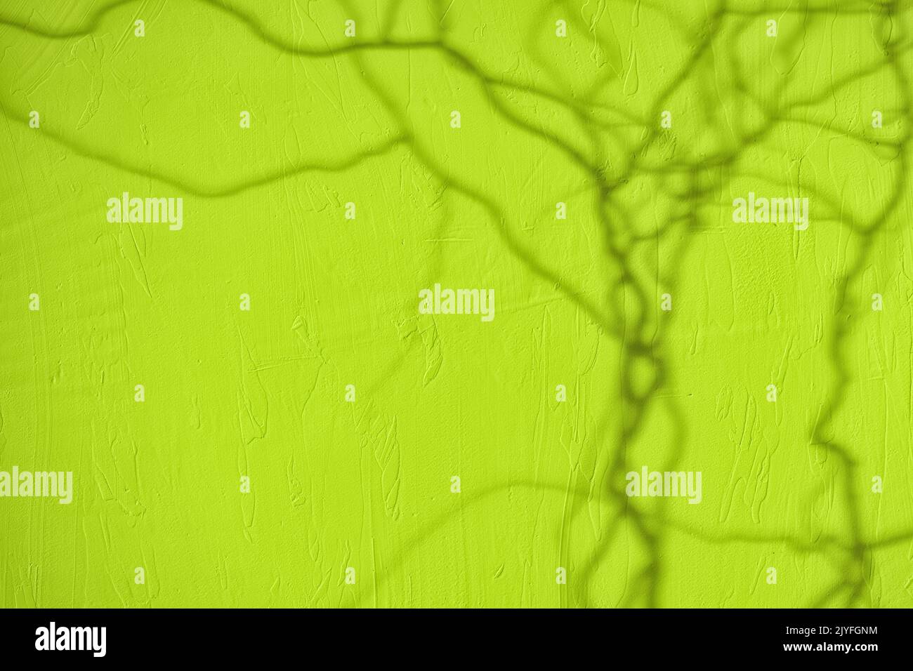 Willow branches shadow on lime green concrete wall texture background ...