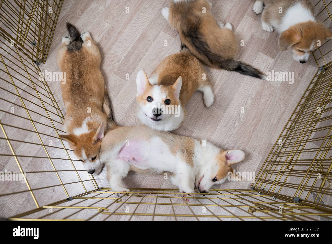 Corgi safety hi-res stock photography and images - Alamy
